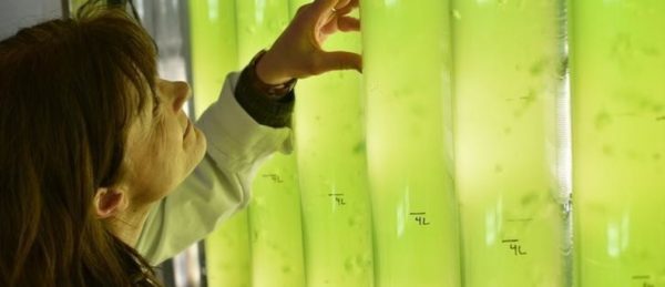 Algae Living – The 1st Microalgae Production in SEA